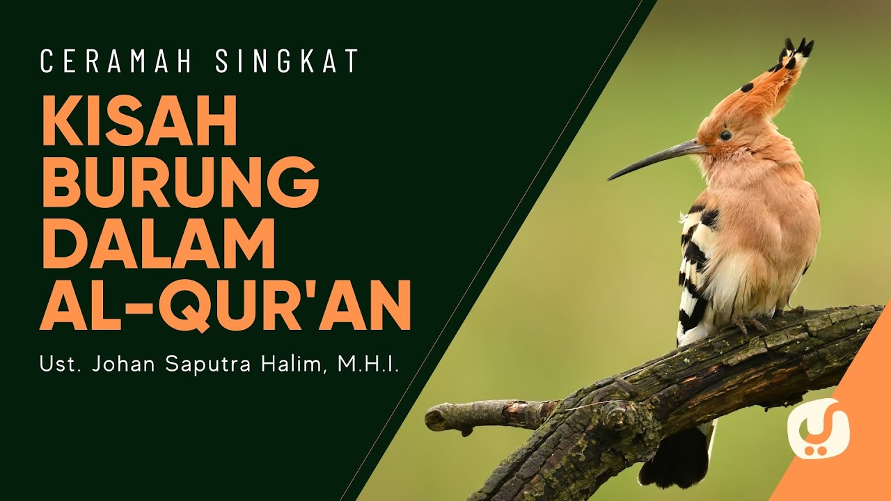 Kisah Burung di dalam Al Quran – Ustadz Johan Saputra Halim, M.H.I ...